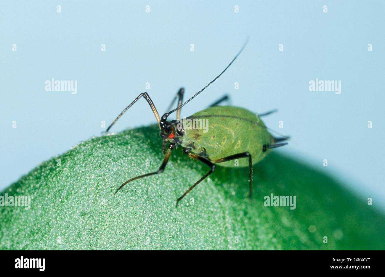 Animal insect aphid hi-res stock photography and images - Alamy