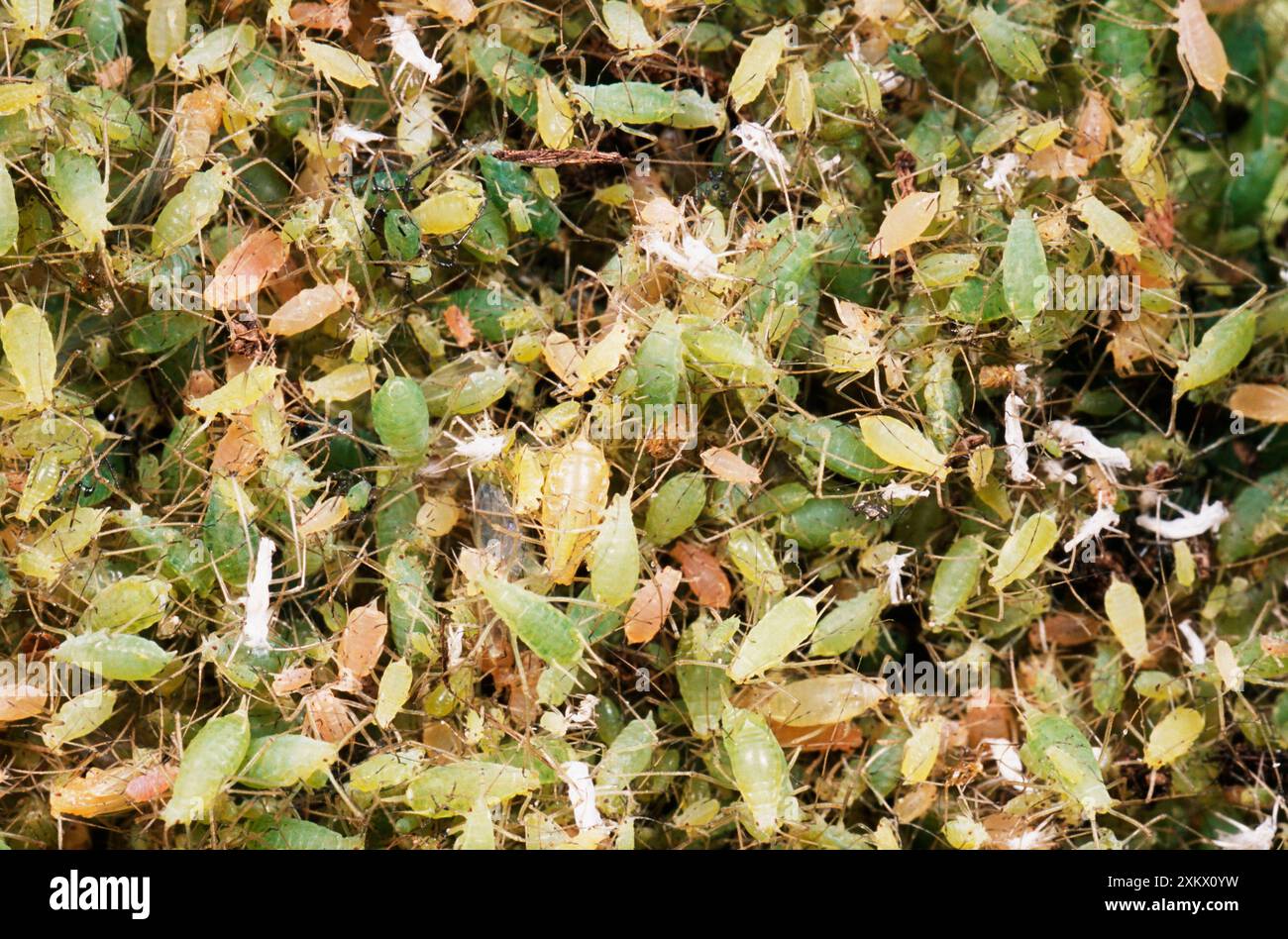 Pea APHIDS / Greenfly - Huge Swarm Stock Photo - Alamy