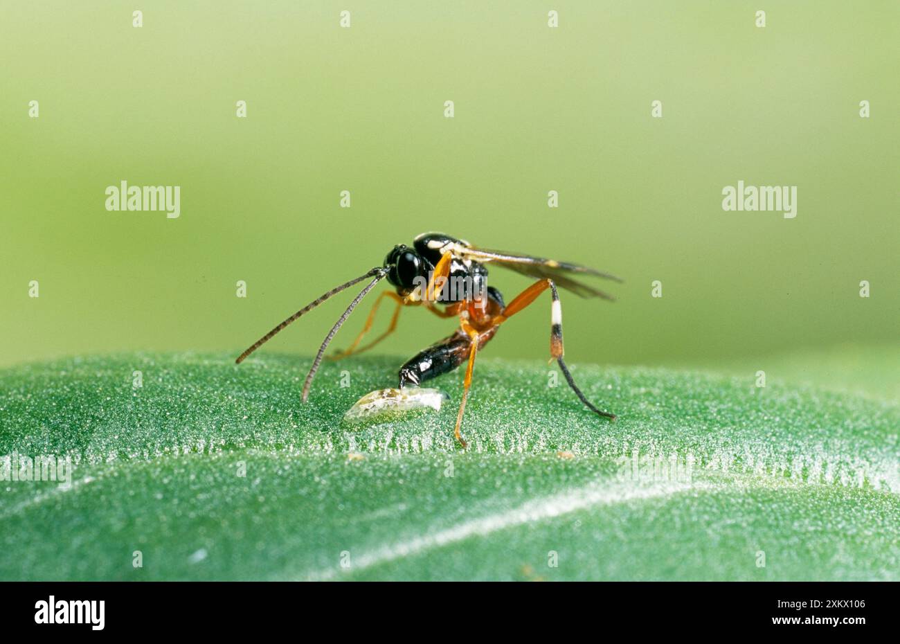 Parasitic WASP - laying egg in hoverfly, larvae Stock Photo - Alamy