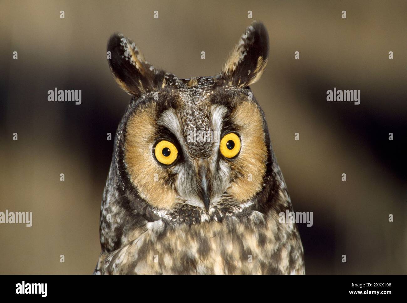 Owl head hi-res stock photography and images - Alamy