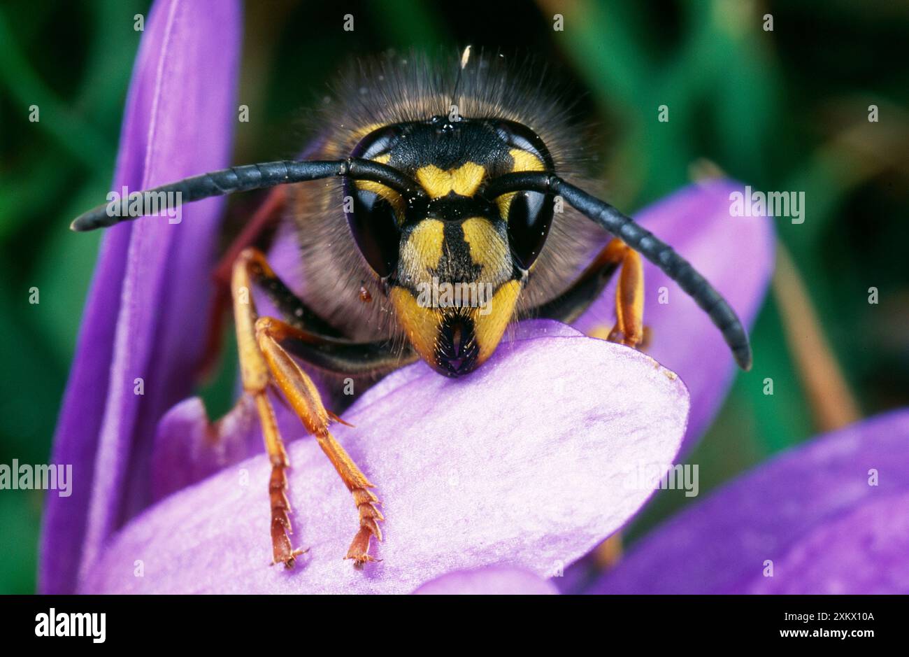Insects on flower heads hi-res stock photography and images - Alamy