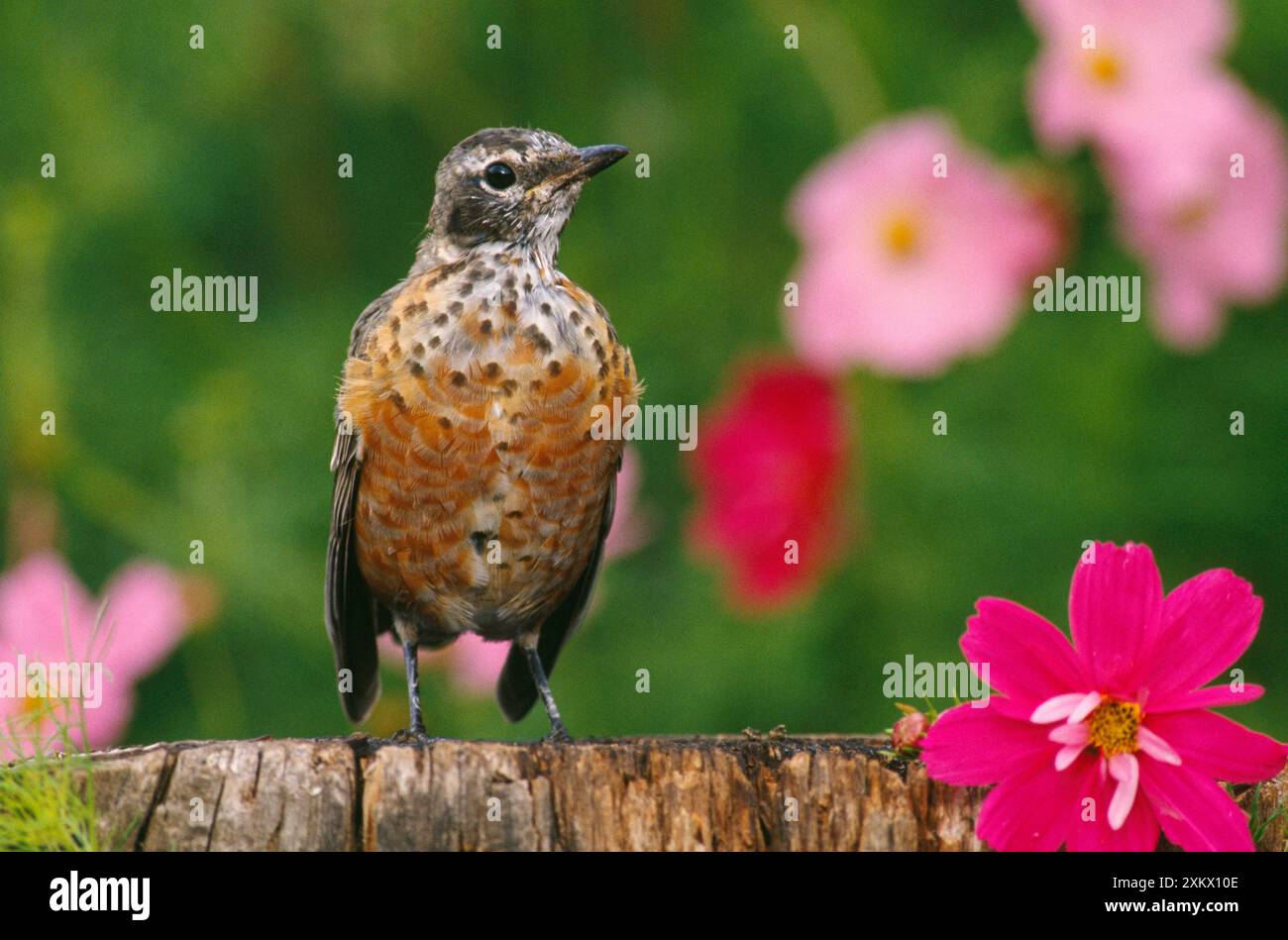 American ROBIN - Juvenile in garden with Cosmos Stock Photo - Alamy