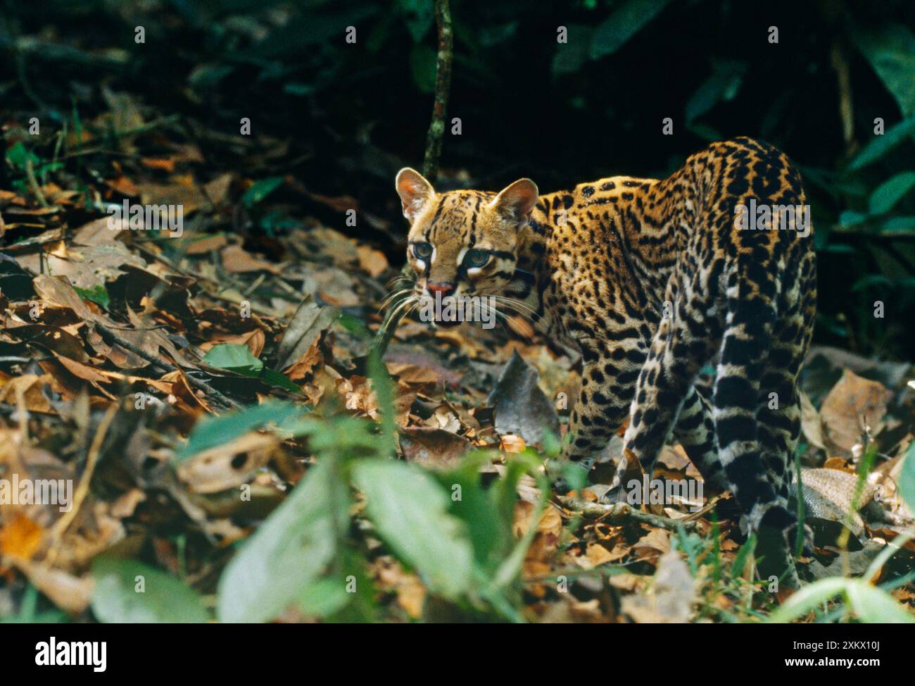 Ocelots leopardus pardalis hi-res stock photography and images - Alamy