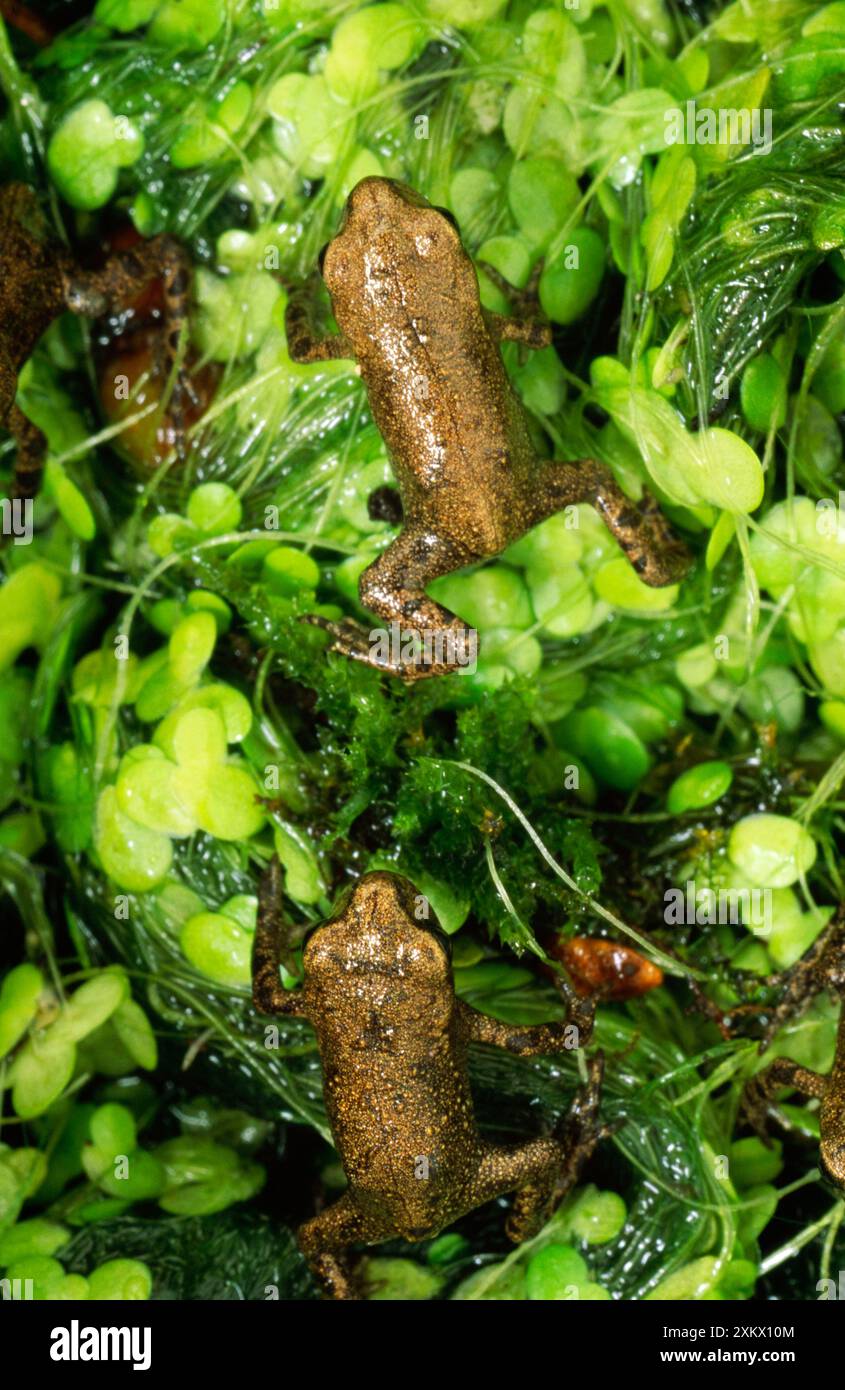 Baby Common FROG Stock Photo - Alamy