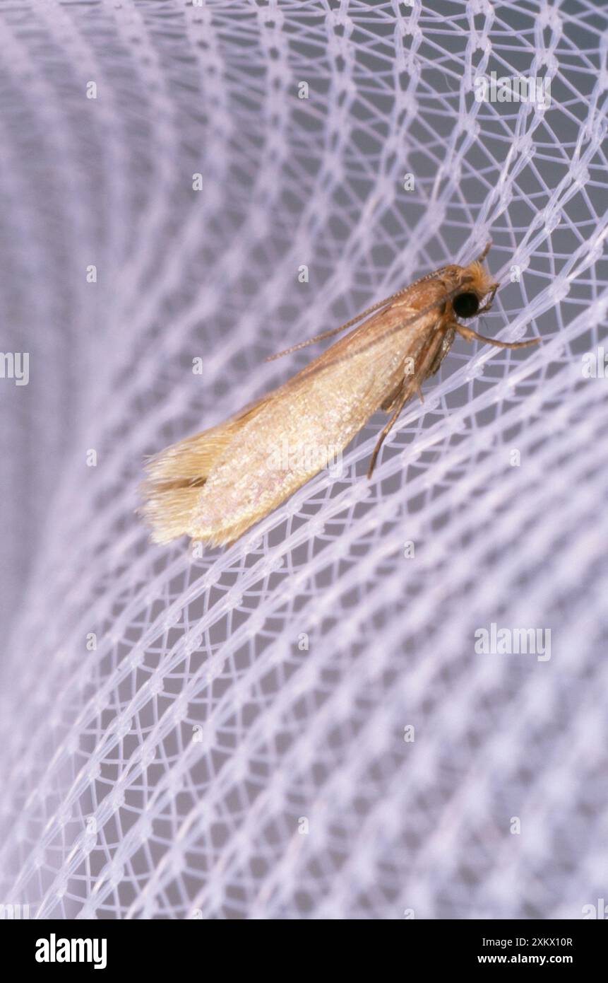 Common Clothes MOTH Stock Photo - Alamy