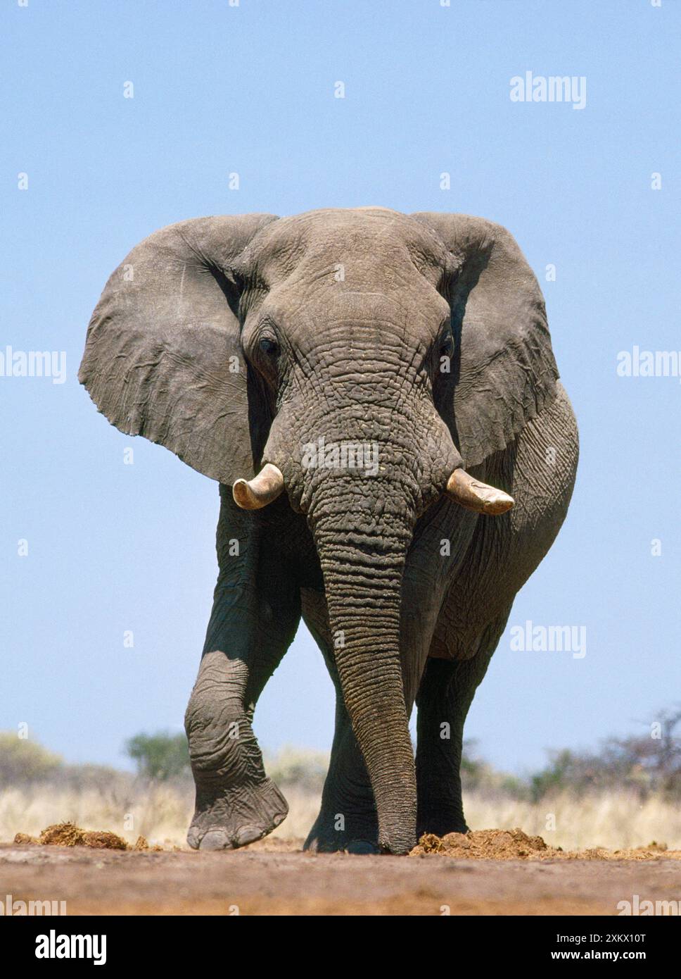 African Bull Elephant Stock Photo - Alamy