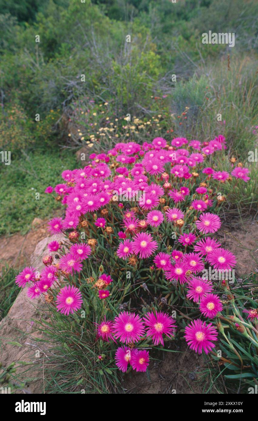 MESEMBRYANTHEMUM - Shrubby Mesemb, flowering after Stock Photo - Alamy