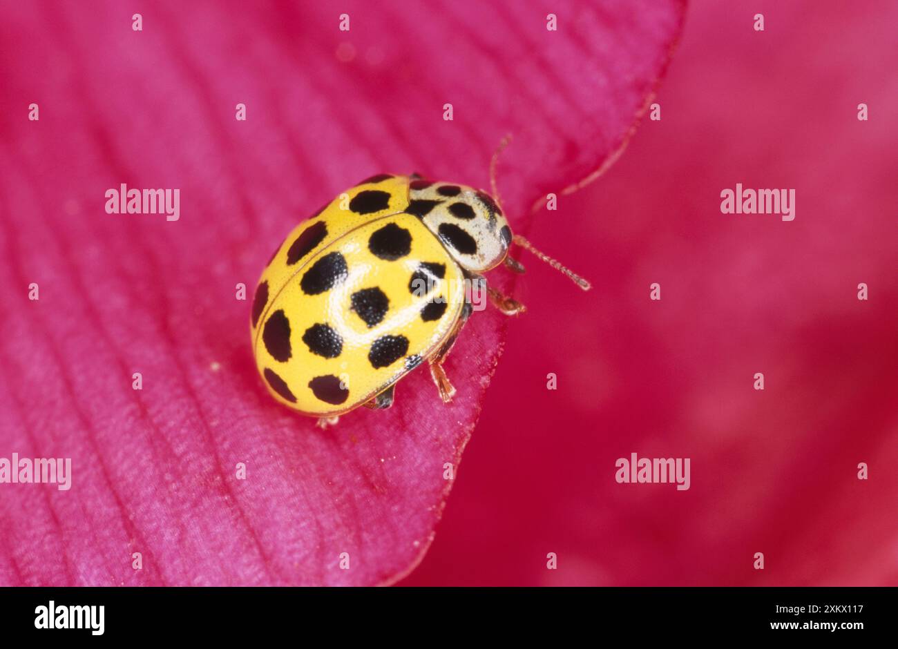 22-Spot Yellow LADYBIRD Stock Photo - Alamy