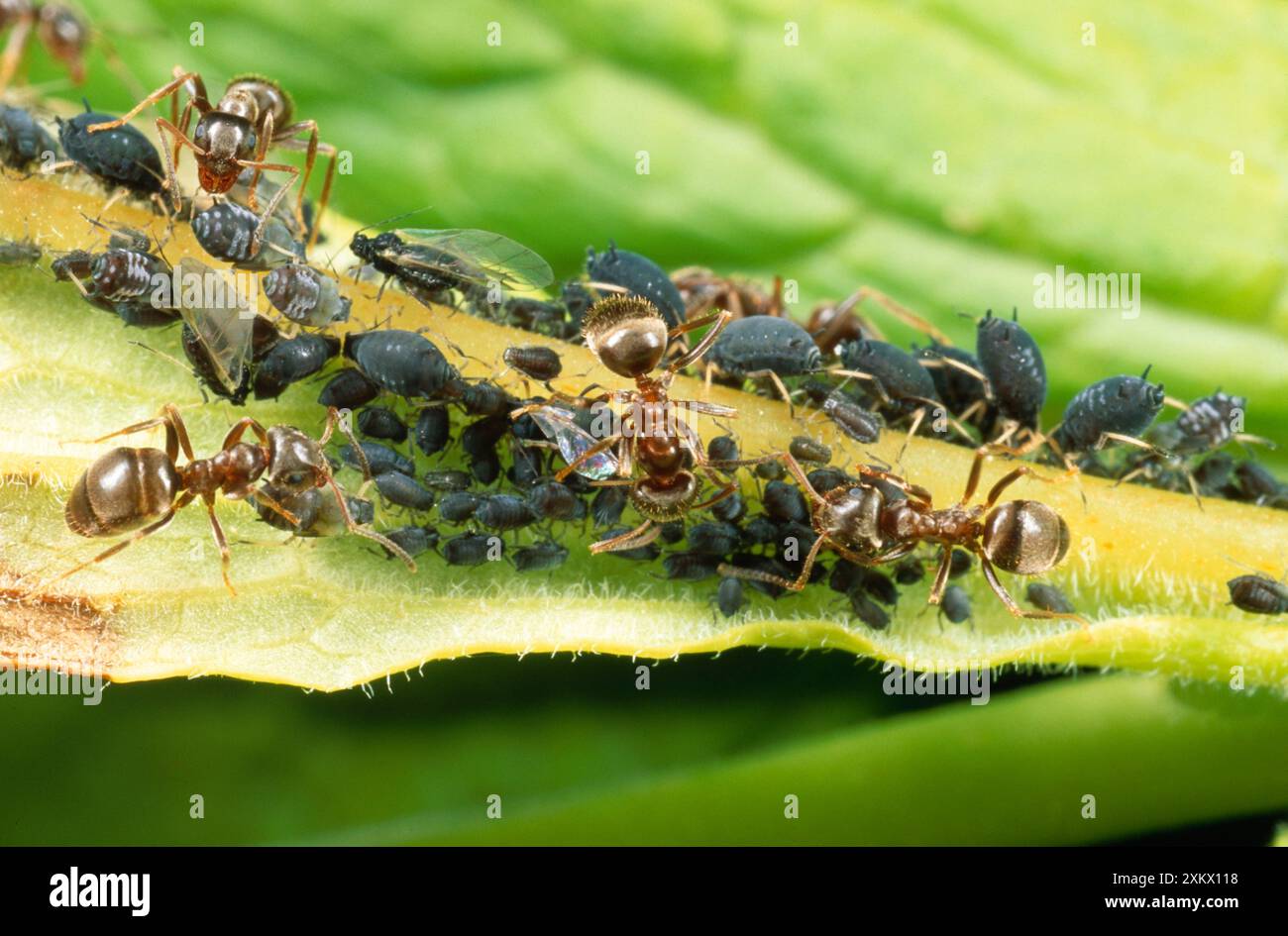 Black ANTS - tending black aphids Stock Photo - Alamy