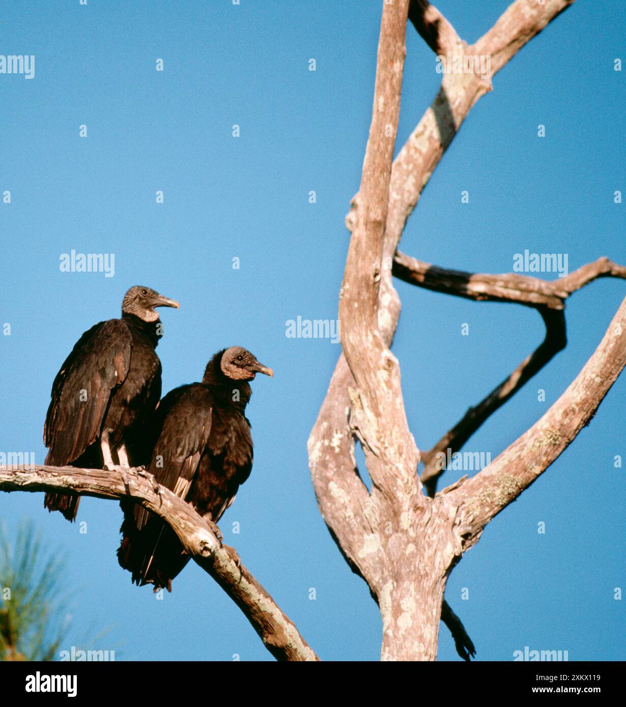 Two black vulture birds hi-res stock photography and images - Alamy