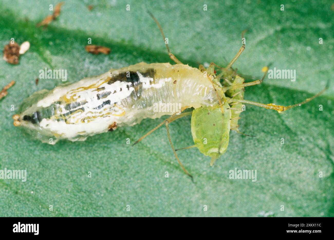 HOVERFLY Larvae - eating greenfly (pea aphids Stock Photo - Alamy