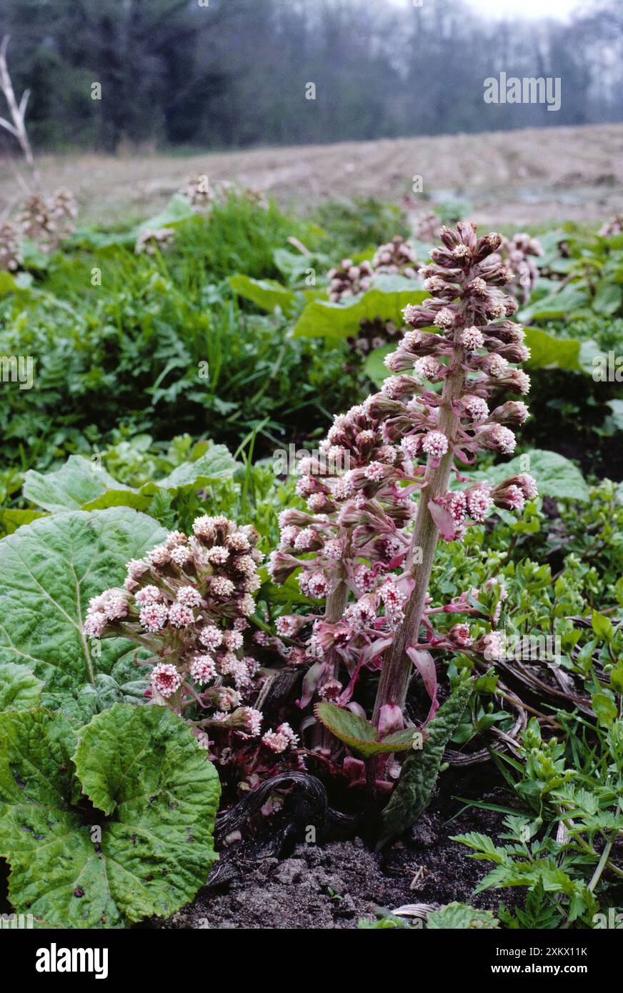 Butterbur plants hi-res stock photography and images - Alamy