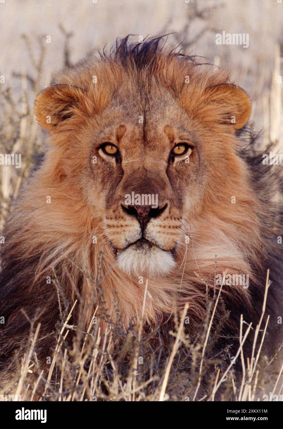 Lion facing hi-res stock photography and images - Alamy