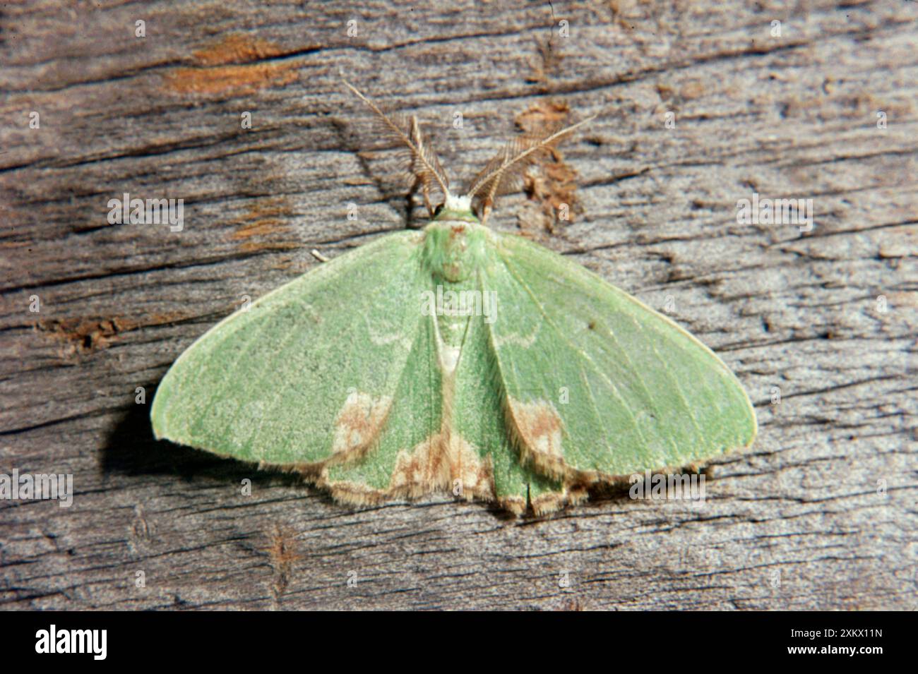 Emerald moth hi-res stock photography and images - Alamy