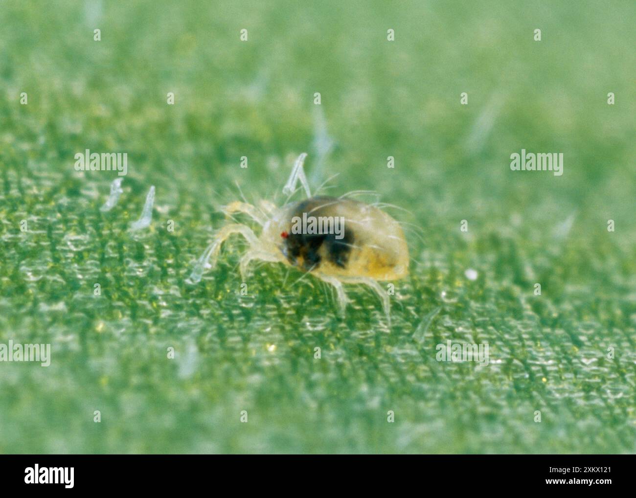 Red Spider MITE - nymph Stock Photo - Alamy