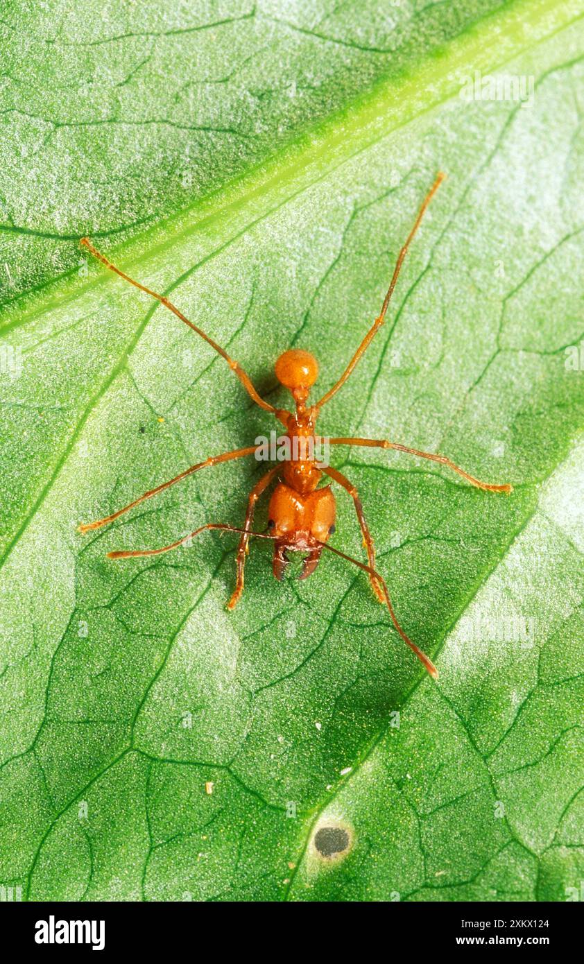 Atta cephalotes leaf cutter hi-res stock photography and images - Alamy