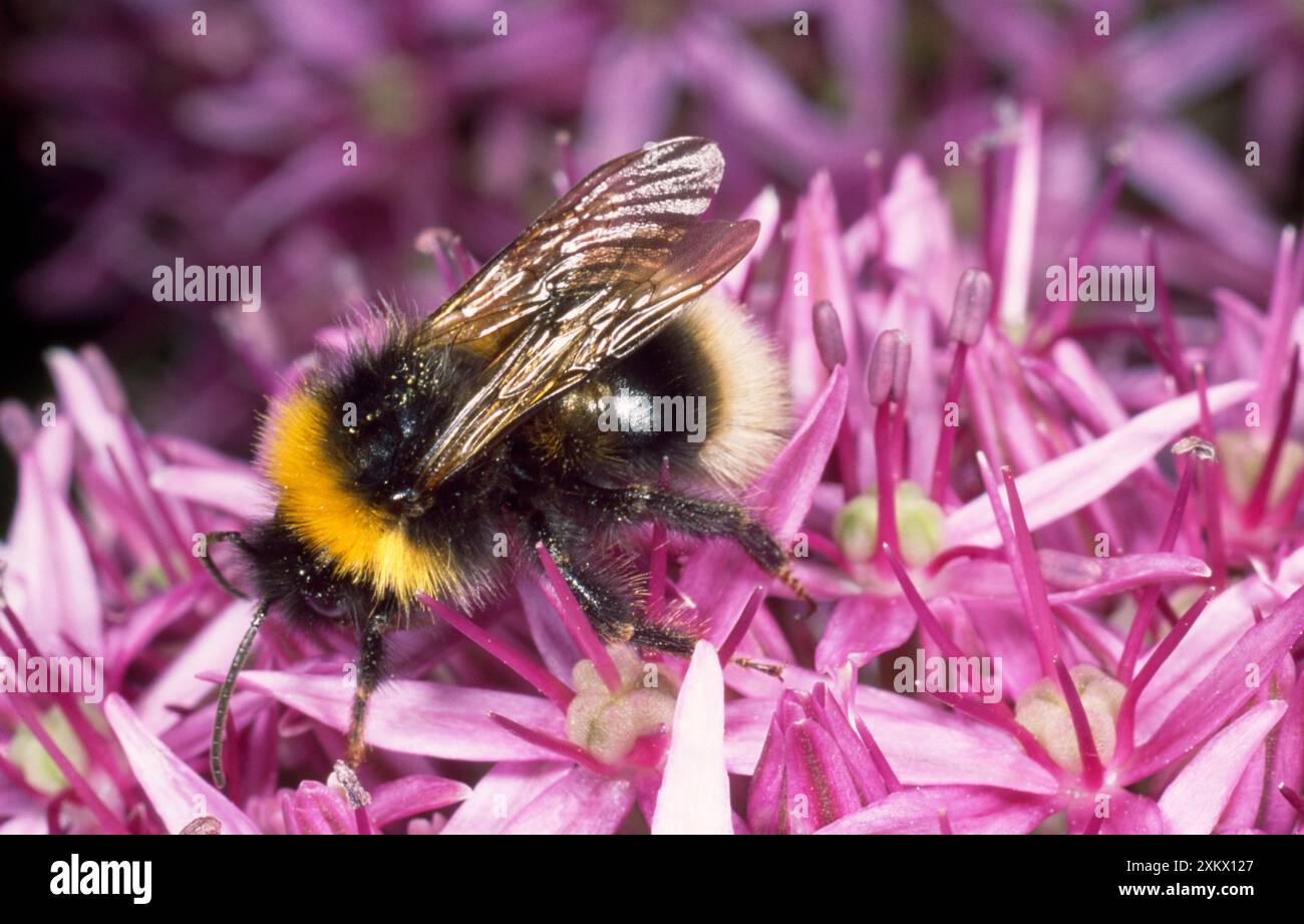 Common Bumblebee - feeding on allium flower Stock Photo - Alamy