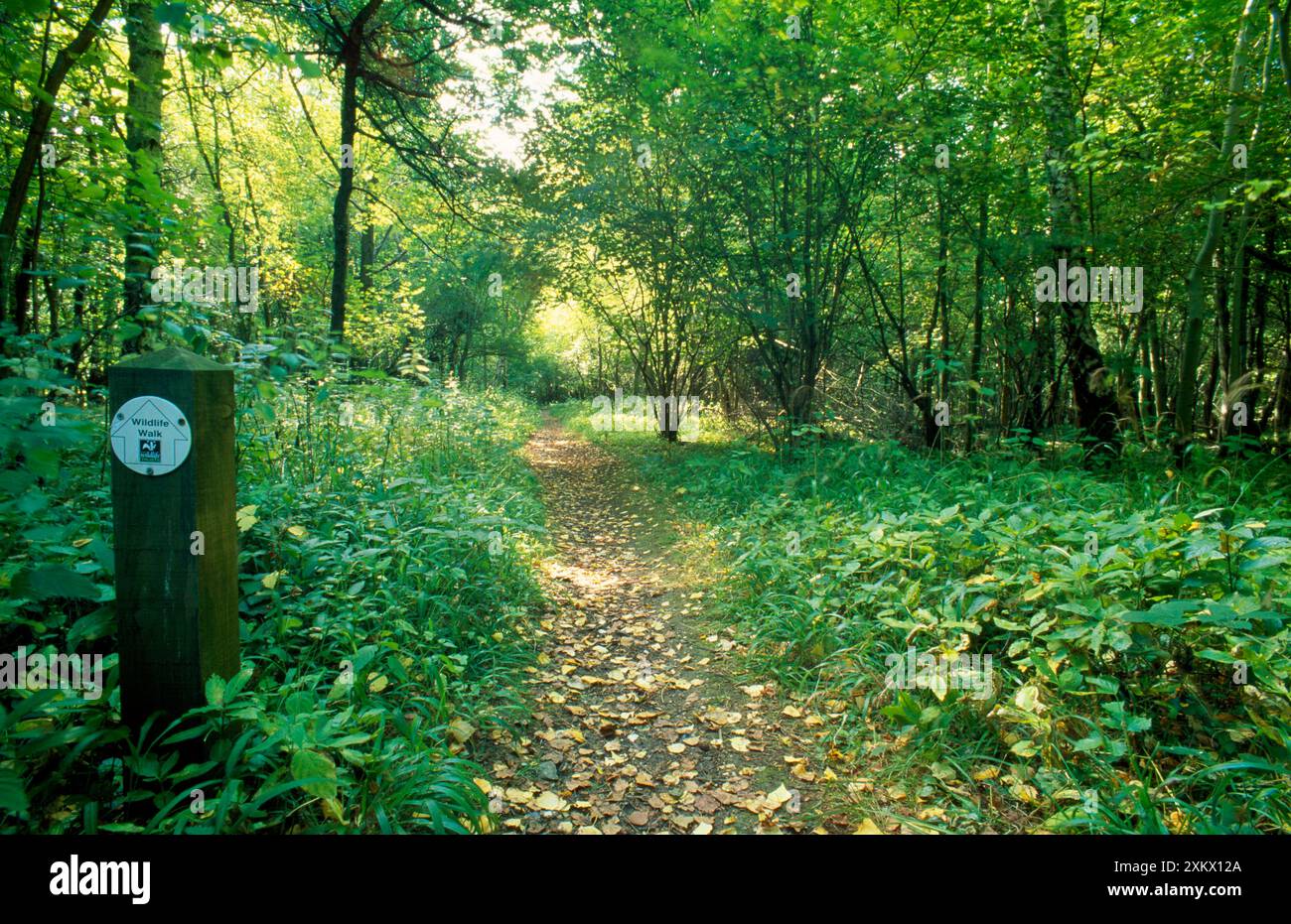 Woodland Footpath in Nature Reserve Stock Photo - Alamy