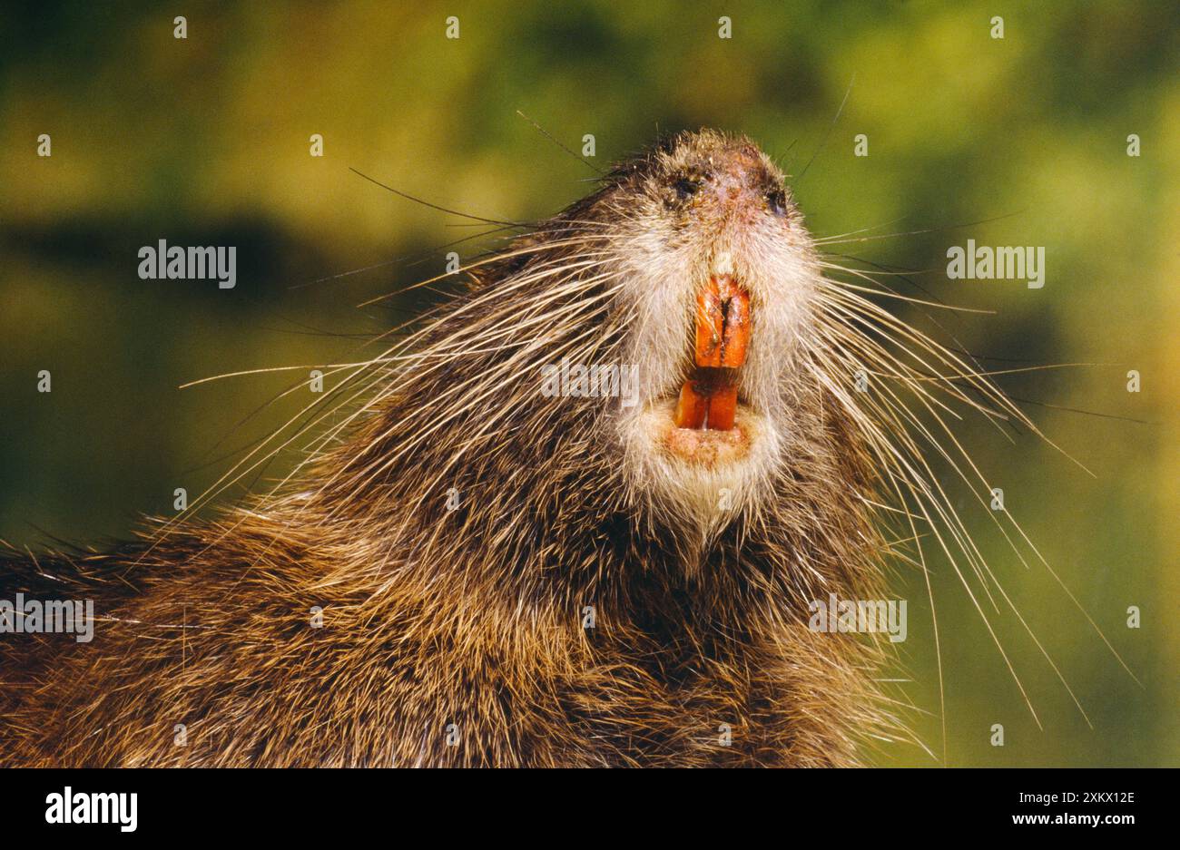 COYPU / Nutria - adult, close-up of mouth & teeth Stock Photo - Alamy