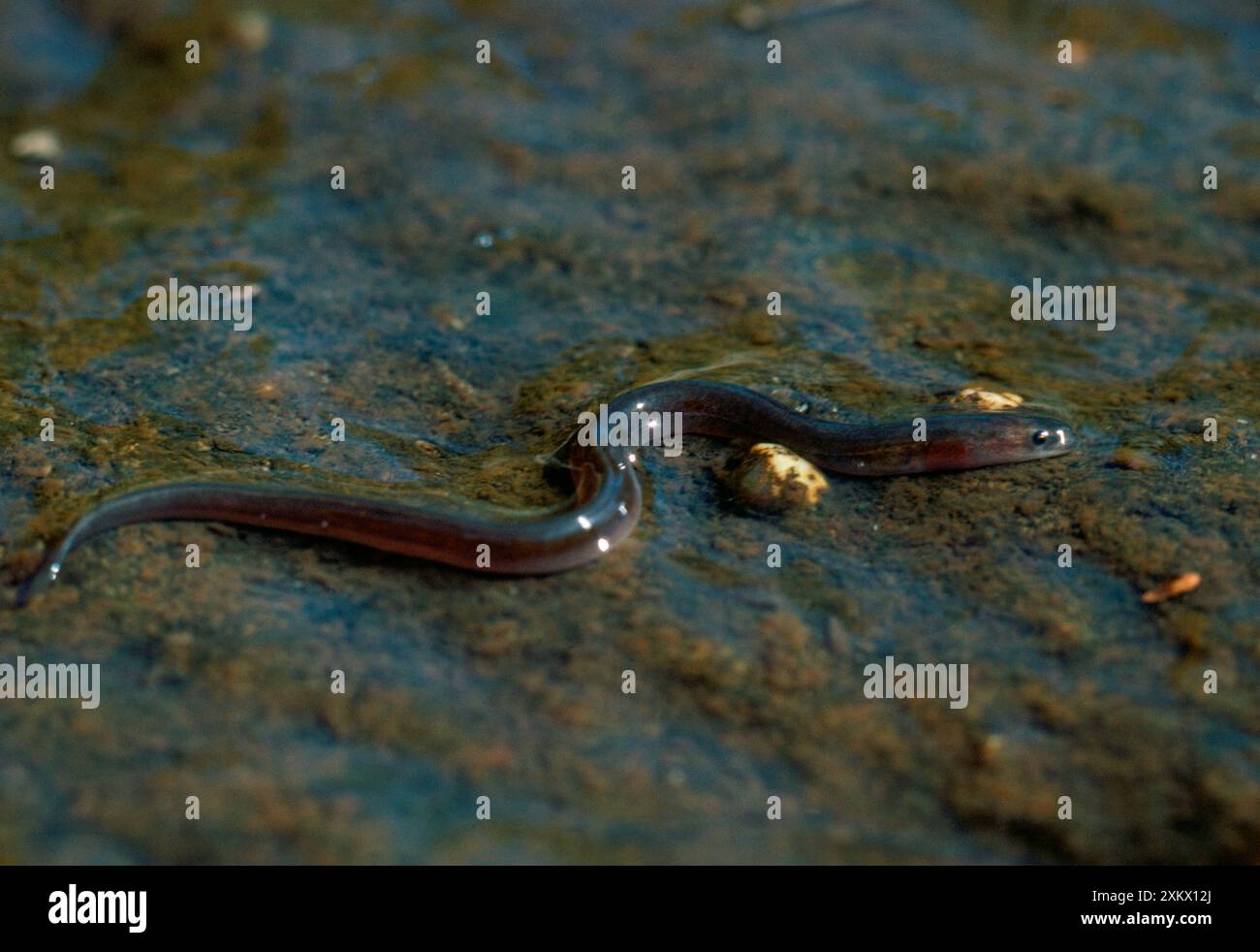 Common EEL - young migrating Stock Photo - Alamy