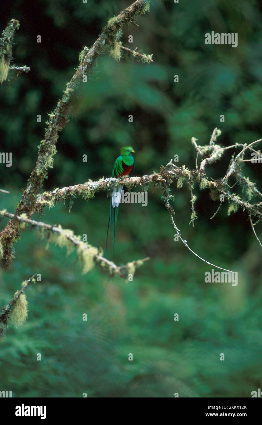 Animals and their habitat hi-res stock photography and images - Alamy