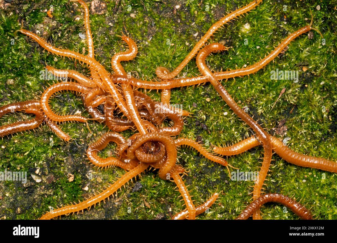 CENTIPEDE - writhing mass Stock Photo - Alamy