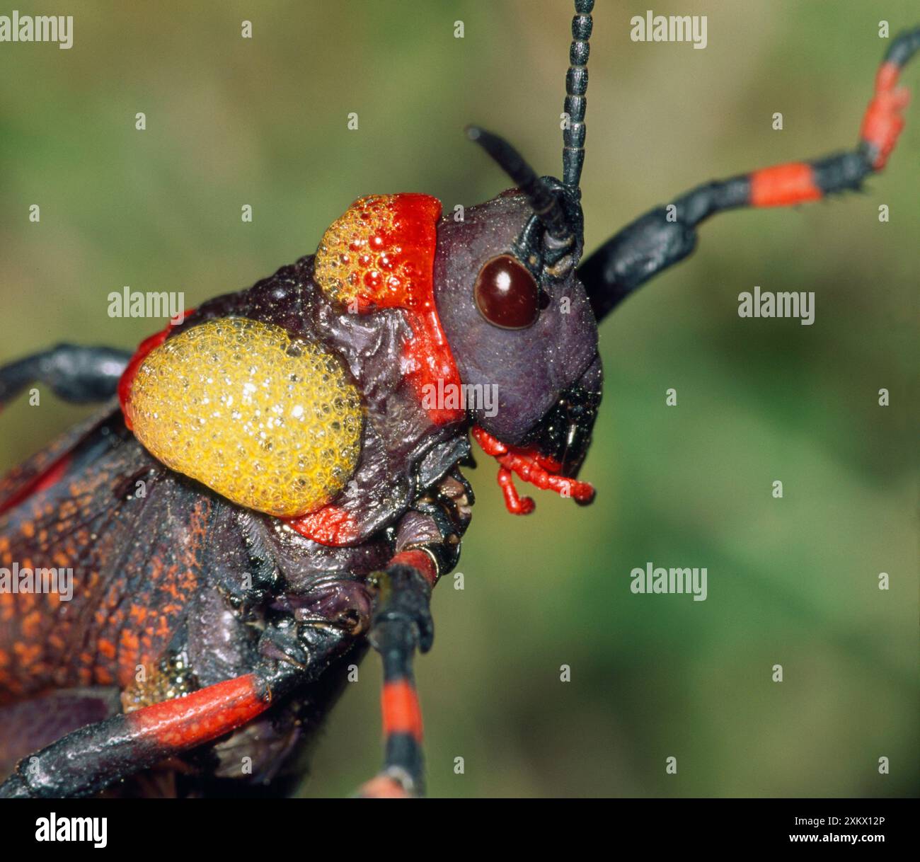 Pyrgomorphid GRASSHOPPER - foaming in self-defence Stock Photo - Alamy