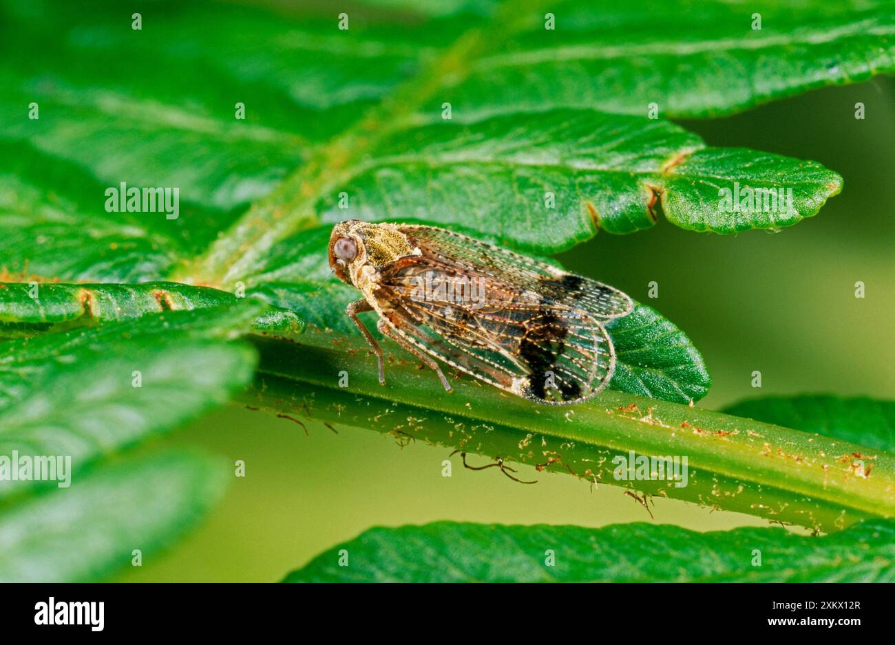 Wildlife winged hi-res stock photography and images - Alamy