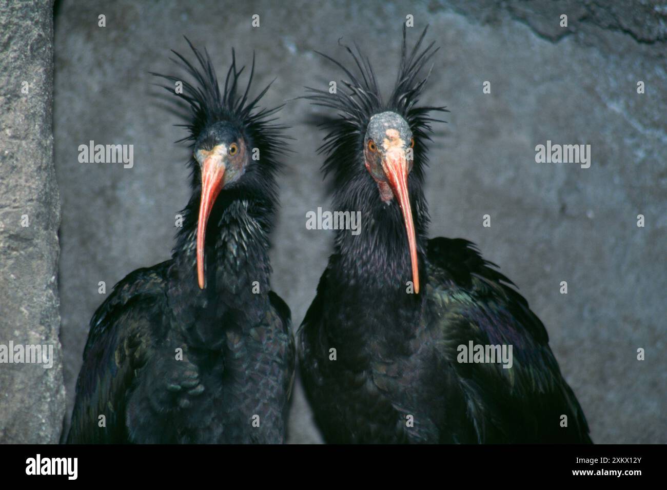 Two northern birds hi-res stock photography and images - Alamy