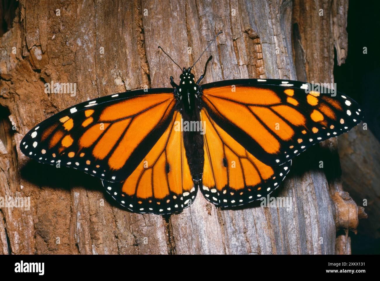 Wanderer / Monarch / Milkweed BUTTERFLY - during Stock Photo - Alamy