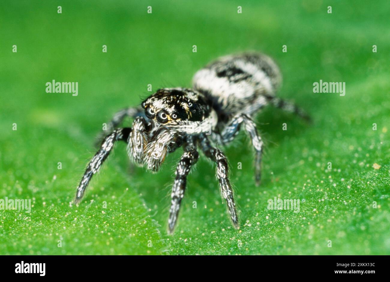 Jumping spider europe hi-res stock photography and images - Alamy