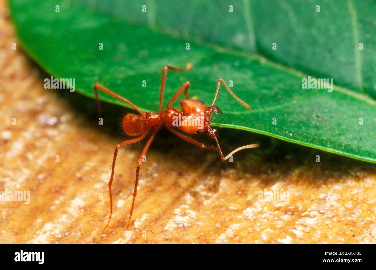 Leaf-Cutter ANT - dragging a leaf Stock Photo - Alamy