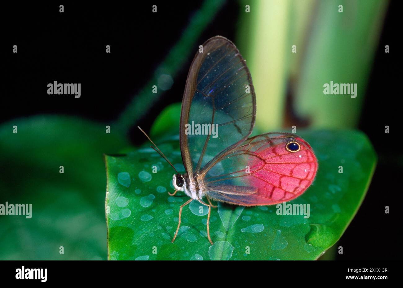 Clearwing or glasswing butterfly hi-res stock photography and images ...