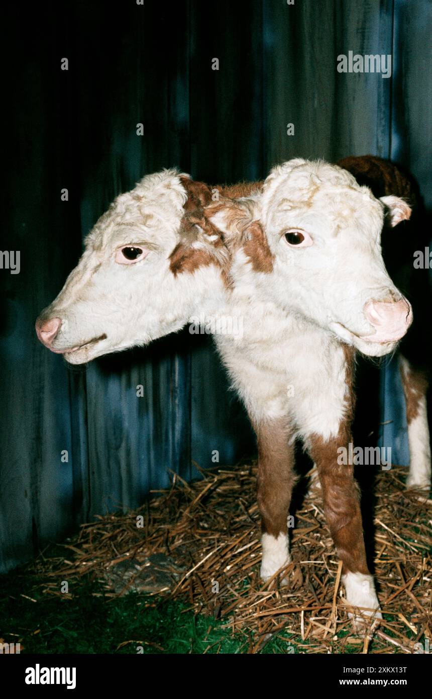 Two headed cow hi-res stock photography and images - Alamy