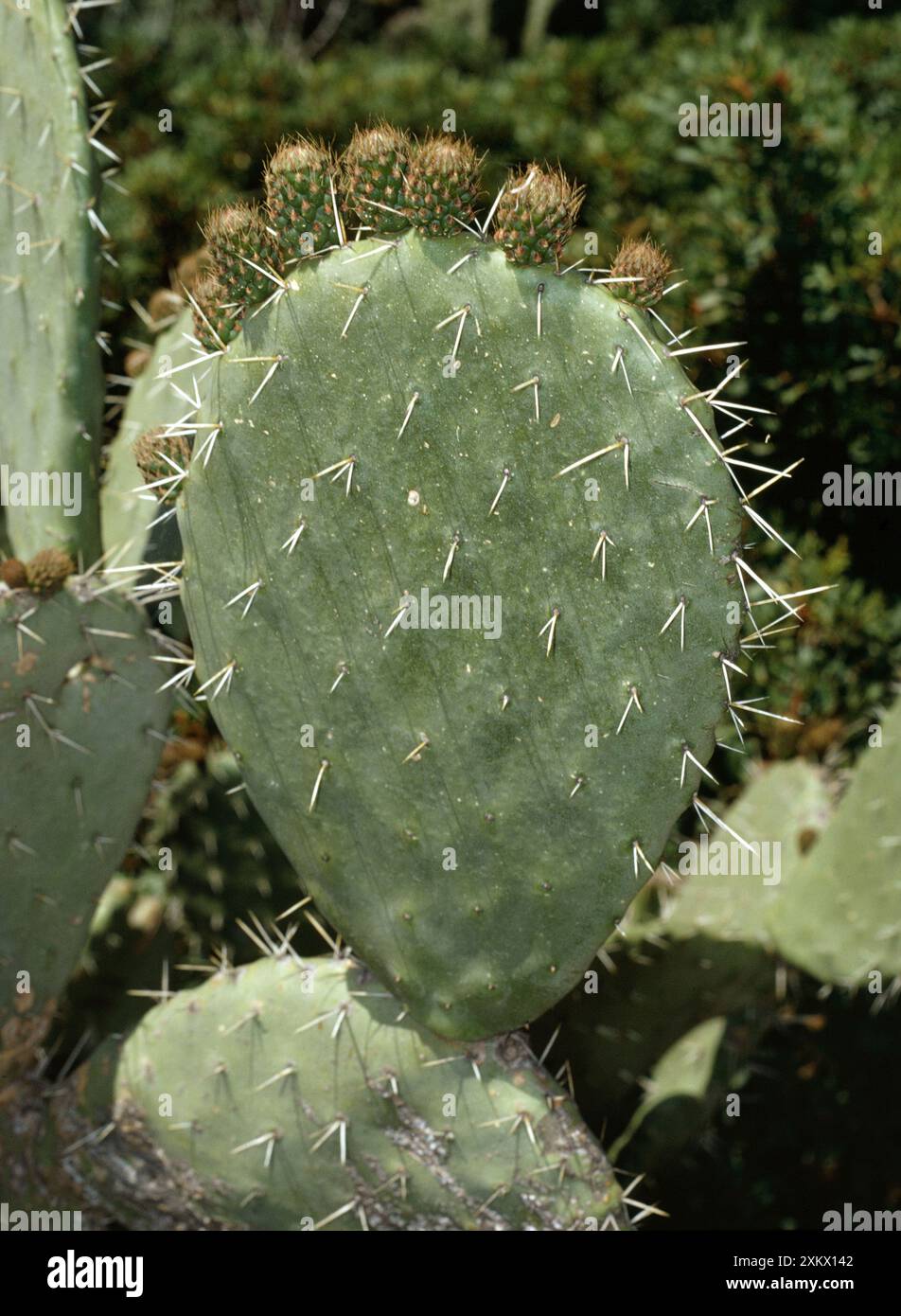 Prickly animals hi-res stock photography and images - Alamy