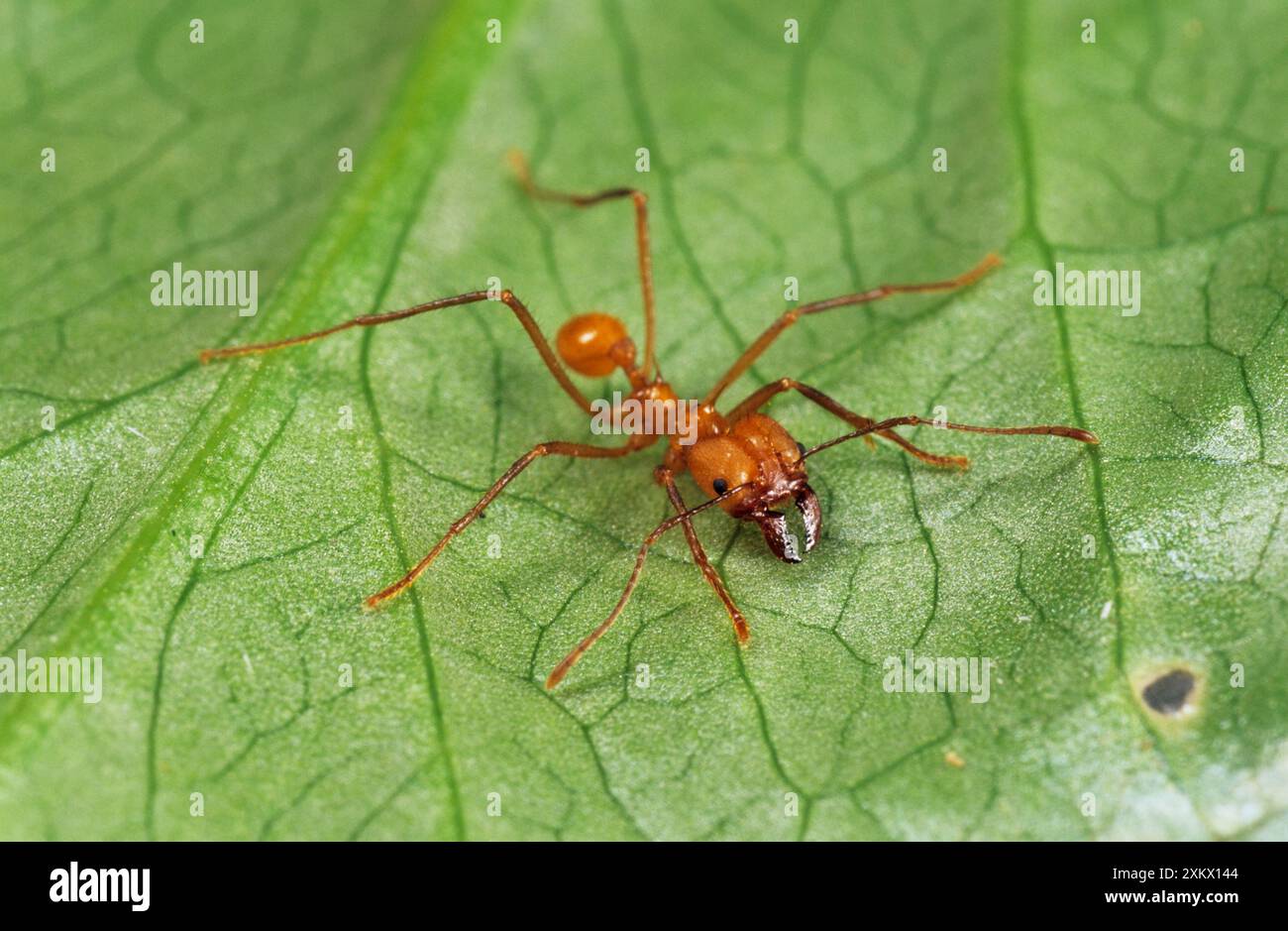 Animals cutter hi-res stock photography and images - Alamy