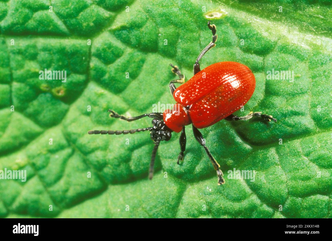 Beetles anatomy hi-res stock photography and images - Alamy