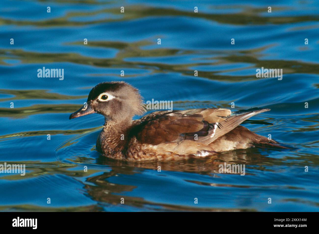 Wood DUCK - female in breeding plumage on pond Stock Photo - Alamy