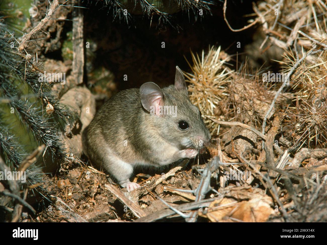 The rat pack hi-res stock photography and images - Alamy