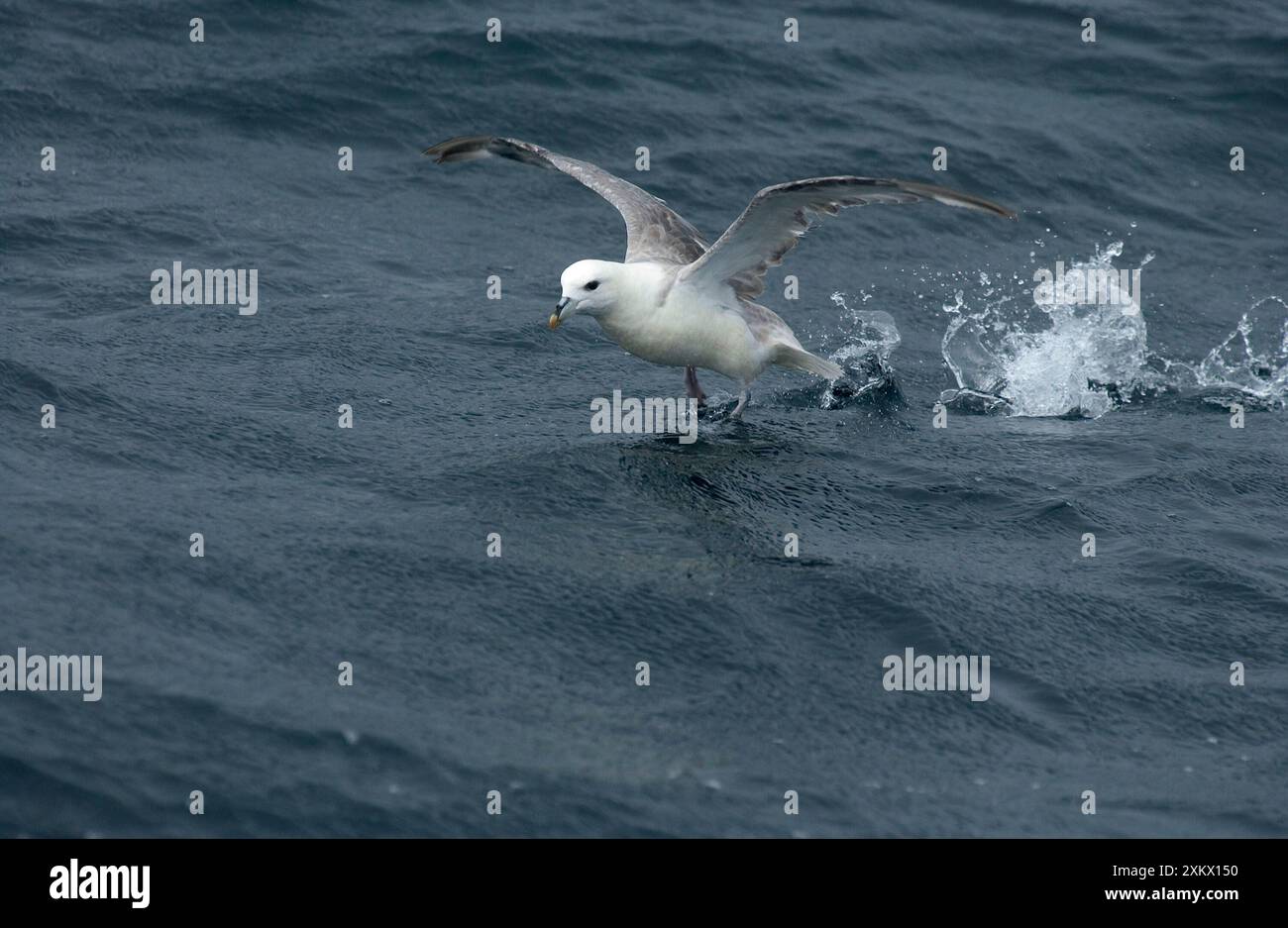 Northern Fulmar - in flight Stock Photo - Alamy