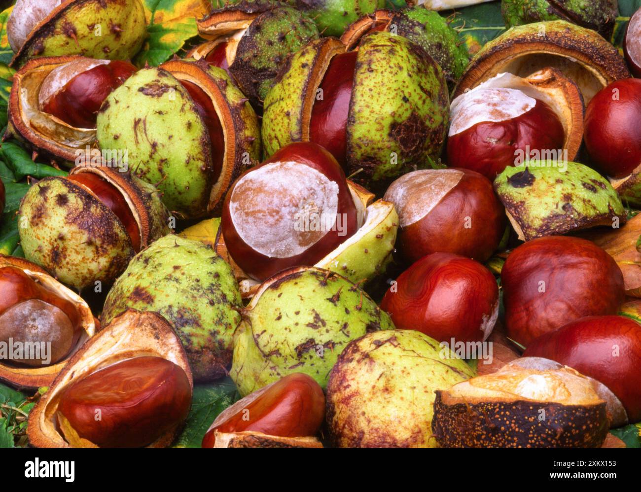 Horse Chestnut tree - mass of conkers Stock Photo - Alamy