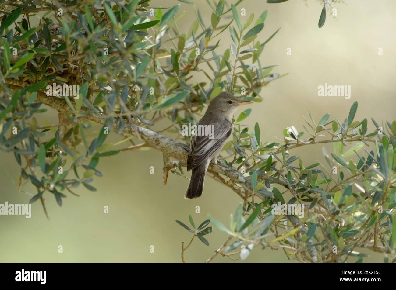 Olive tree warblers hi-res stock photography and images - Alamy