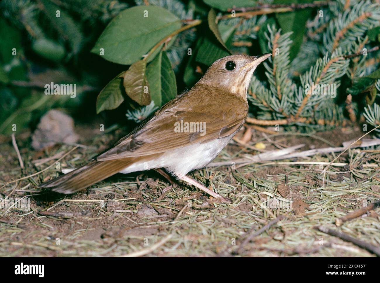 VEERY - on forest floor Stock Photo - Alamy