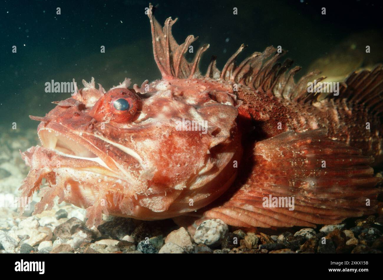 Raven head close in hi-res stock photography and images - Alamy