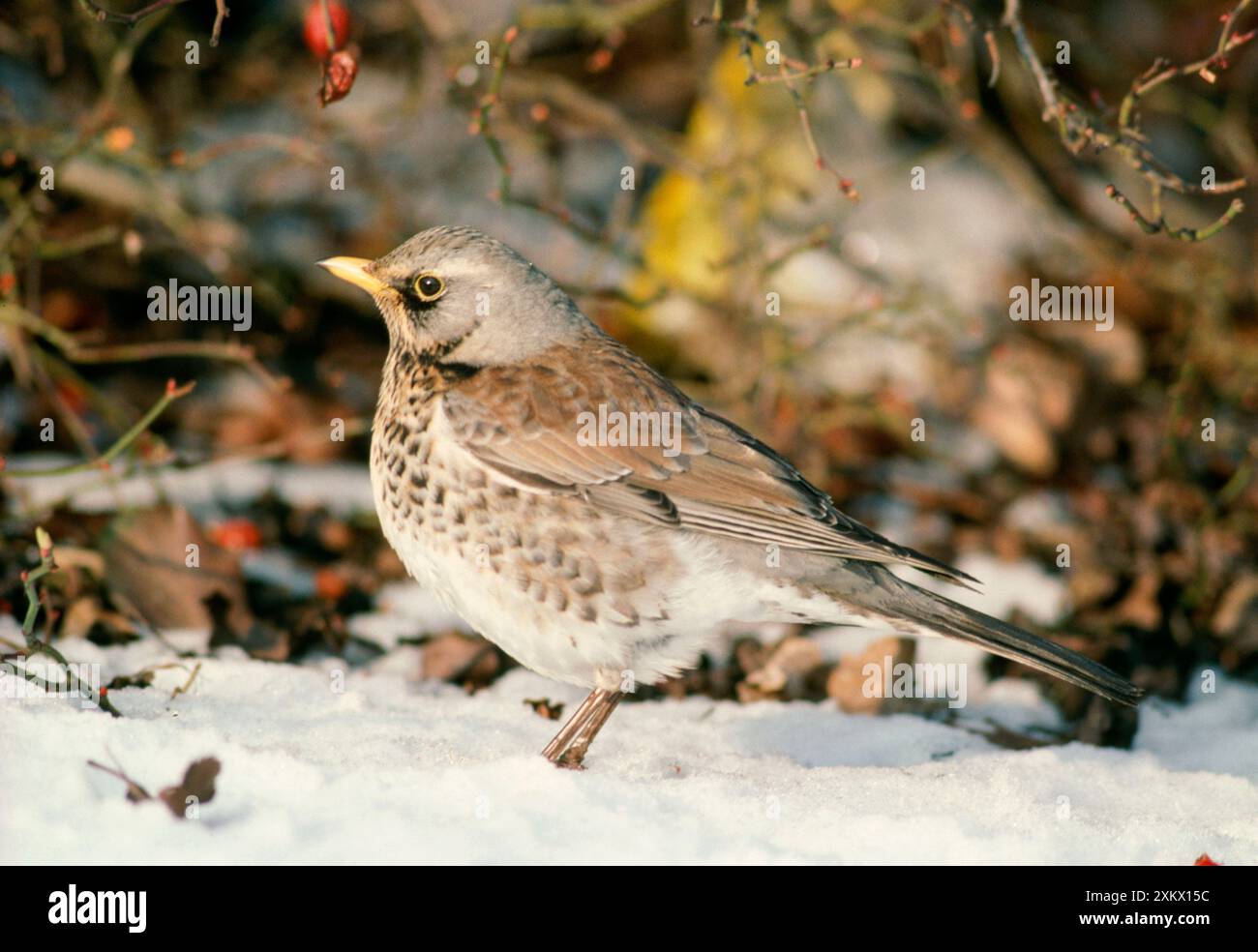 Thrushes fieldfare hi-res stock photography and images - Alamy