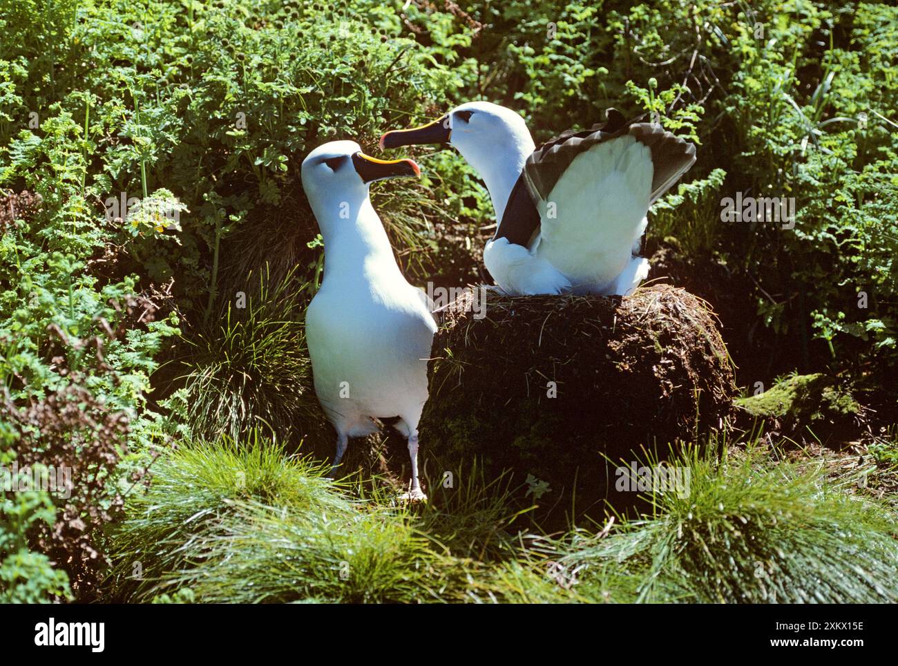 Yellow Nosed ALBATROSS - pair displaying, on nest Stock Photo - Alamy
