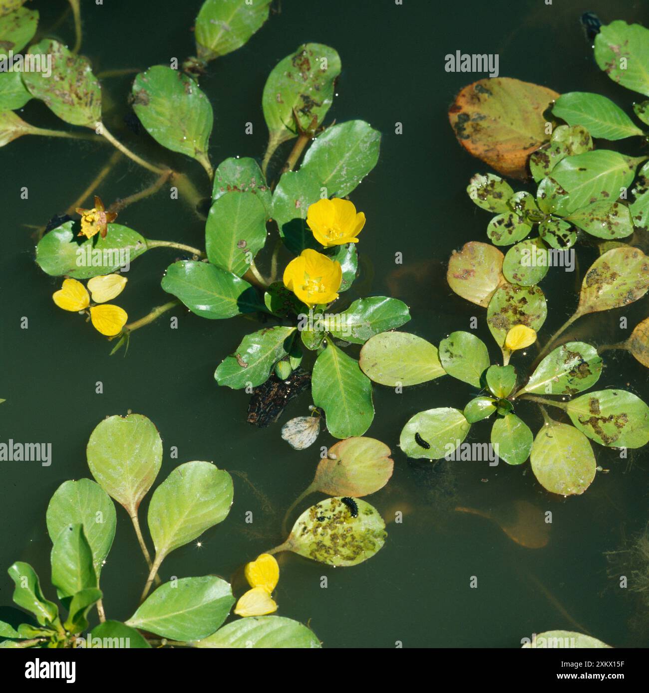 Water primrose aquatic plant hi-res stock photography and images - Alamy