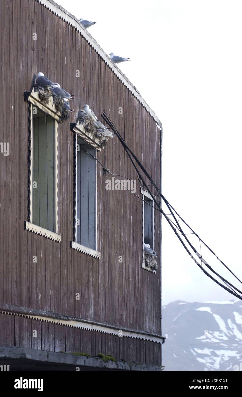 Kittiwakes - Nesting on window ledges Stock Photo - Alamy