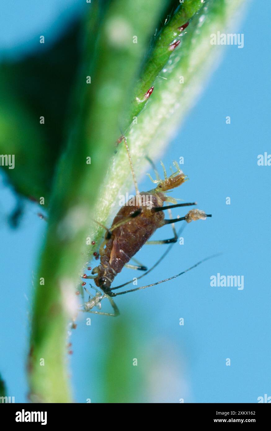 Giving of birth hi-res stock photography and images - Alamy