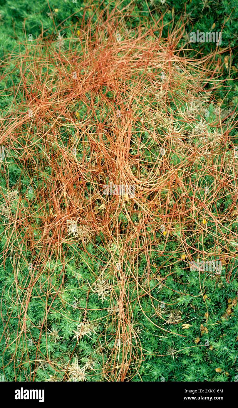 Common DODDER - parasitic plant Stock Photo - Alamy